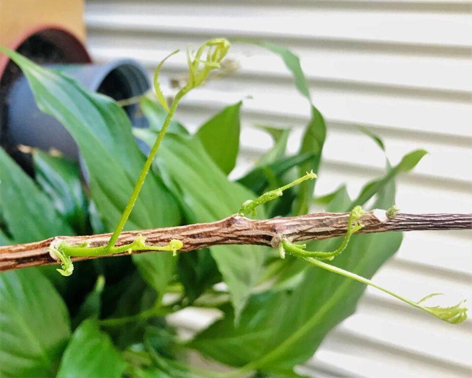 Hello Gardening 2021 - Dance of Chaos